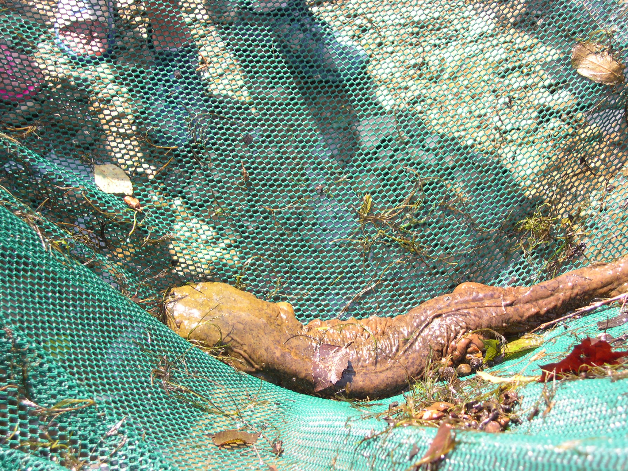 Eastern Hellbender - Green River of Life