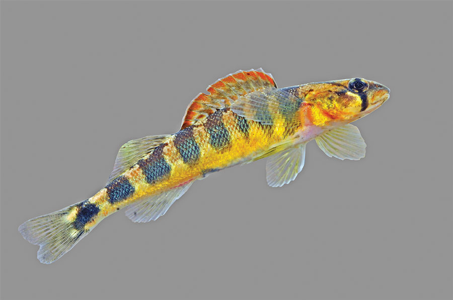 Green River Fauna – Forever Green River